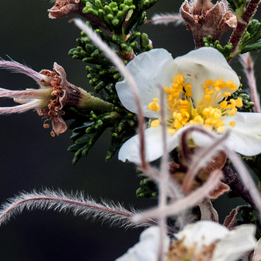 CLIFF ROSE / Desert Flower Essence for Manifestation – LUNAR LOGIC WILD ...